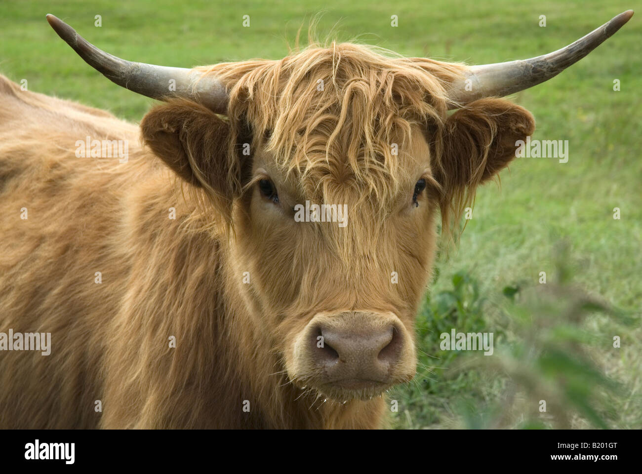 Highland Cattle in Hertfordshire, England, UK Stock Photo - Alamy