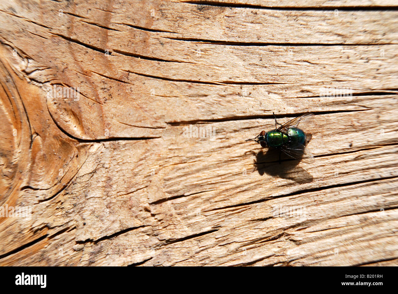 Fly on oak wood Stock Photo - Alamy