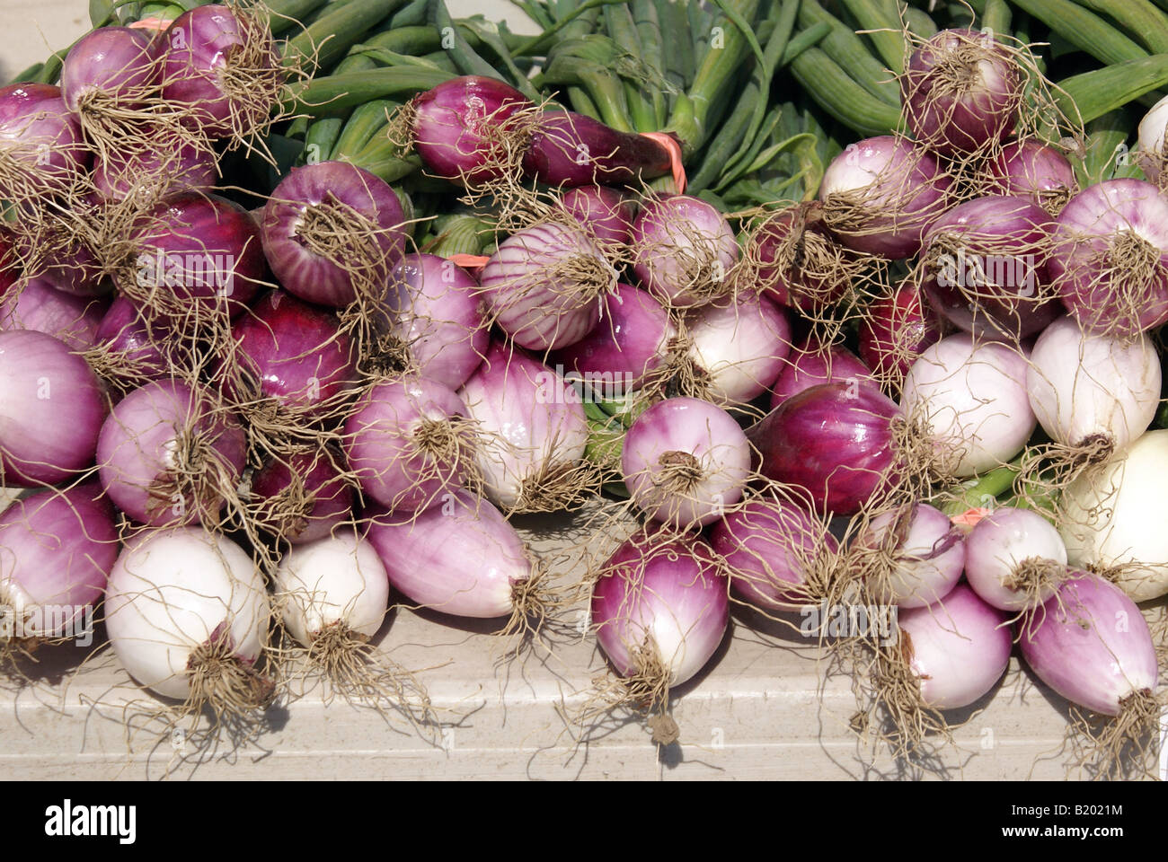 Purple onions and plant hi-res stock photography and images - Alamy