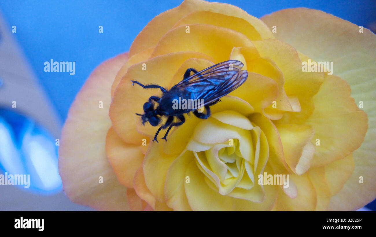 close up blue fly on exotic yellow flower with contemporary blue sky ...