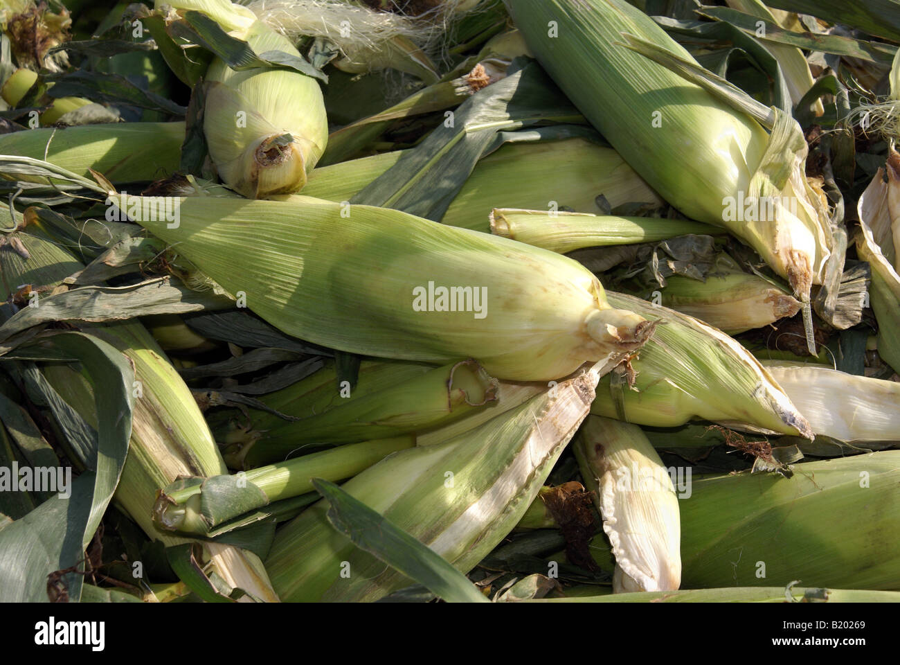 Corn husk stack hi-res stock photography and images - Alamy
