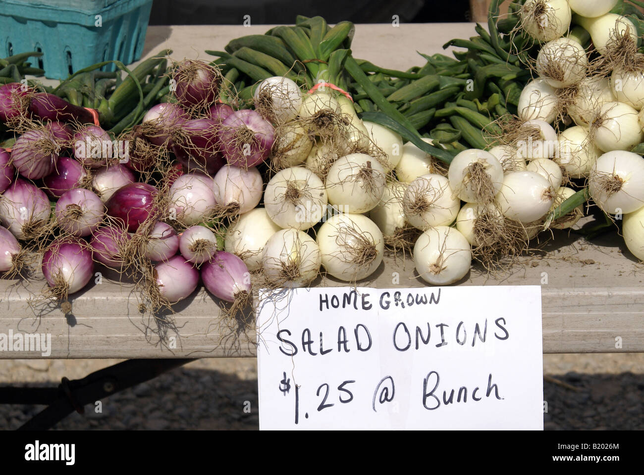 White onion pile hi-res stock photography and images - Alamy