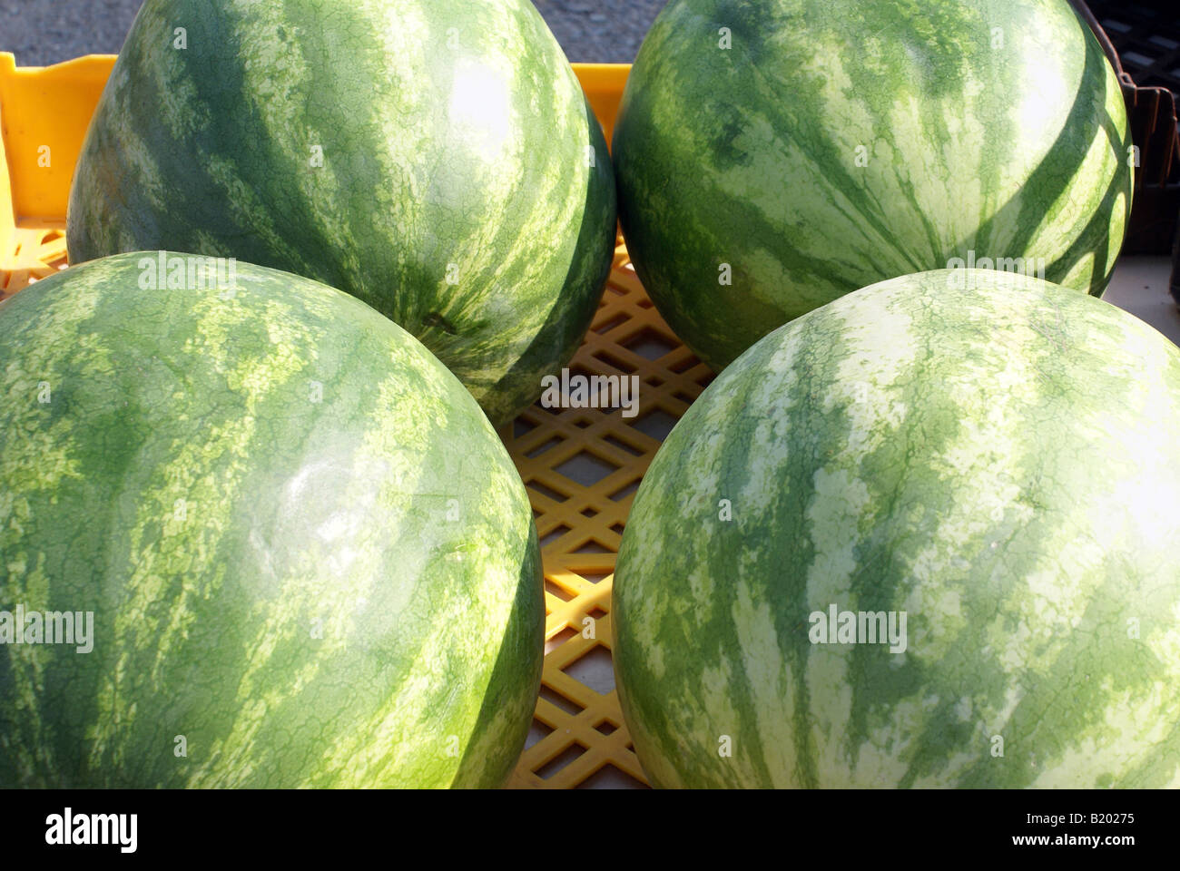Homegrown watermelon hi-res stock photography and images - Alamy