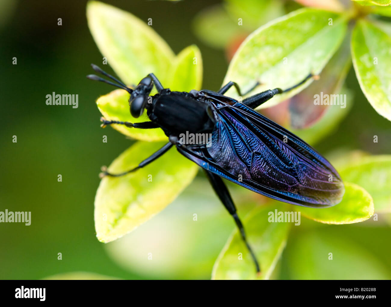 Mydas maculiventris hi-res stock photography and images - Alamy