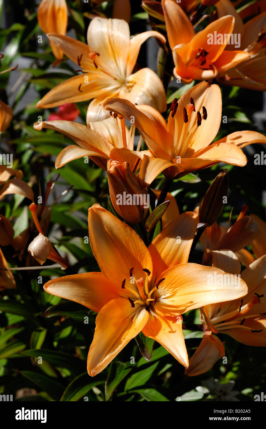 L bulbiferum hi-res stock photography and images - Alamy