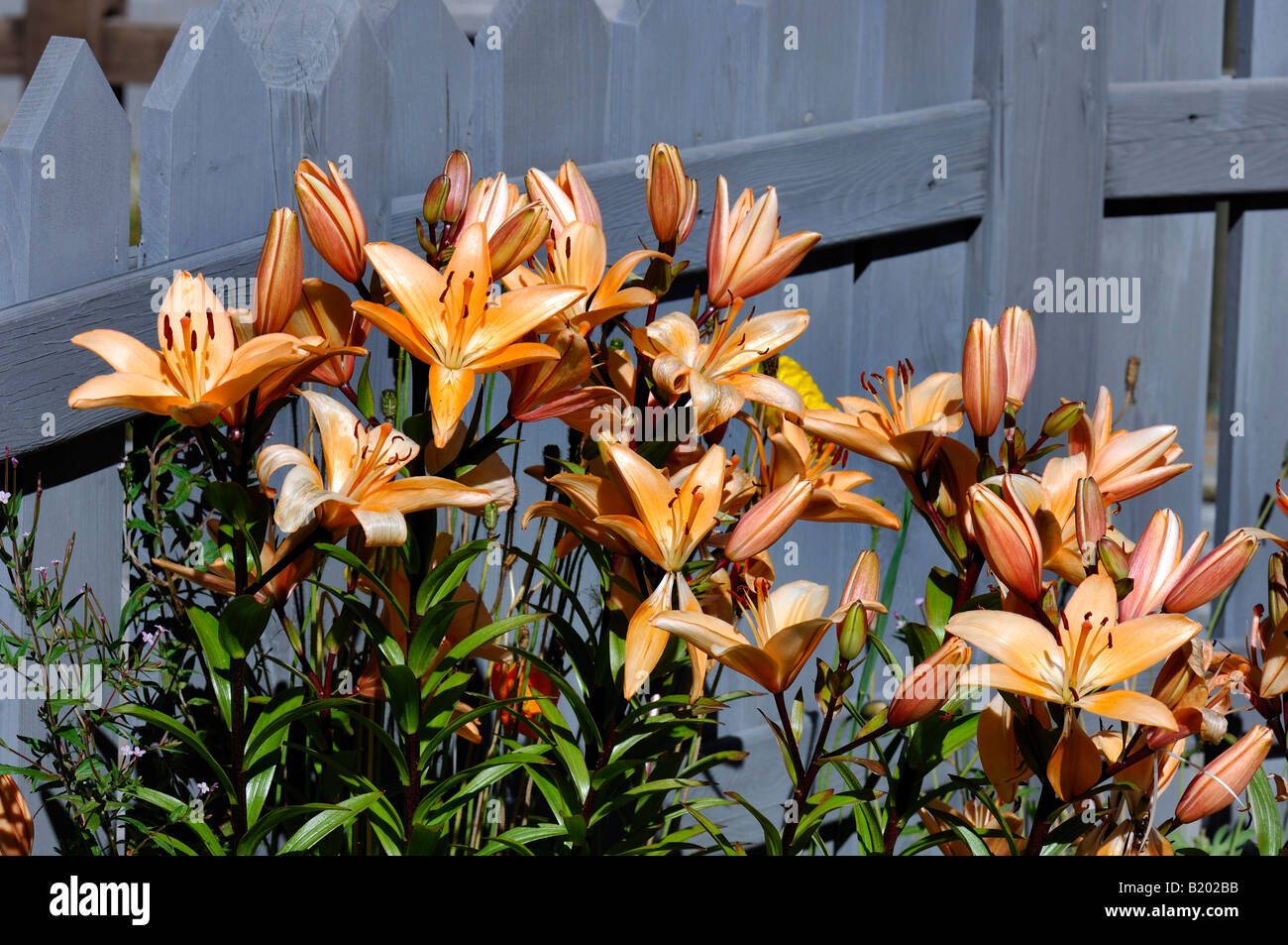 Lilium bulbiferum l hi-res stock photography and images - Alamy