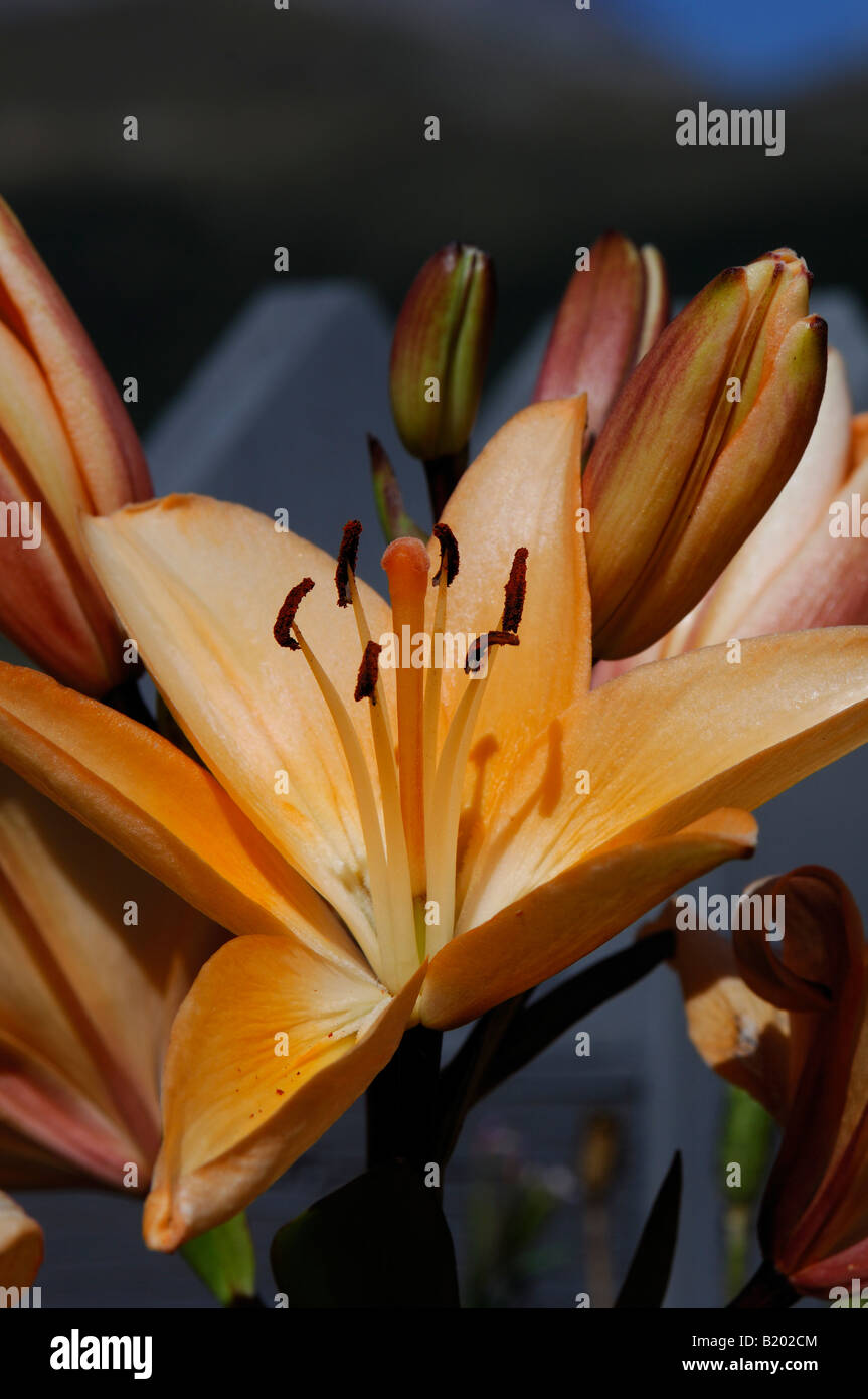 Lilium bulbiferum l hi-res stock photography and images - Alamy