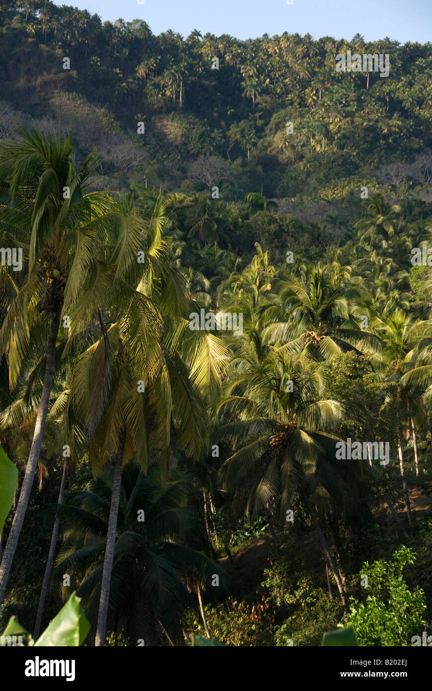 Landscape with palm trees Stock Photo - Alamy