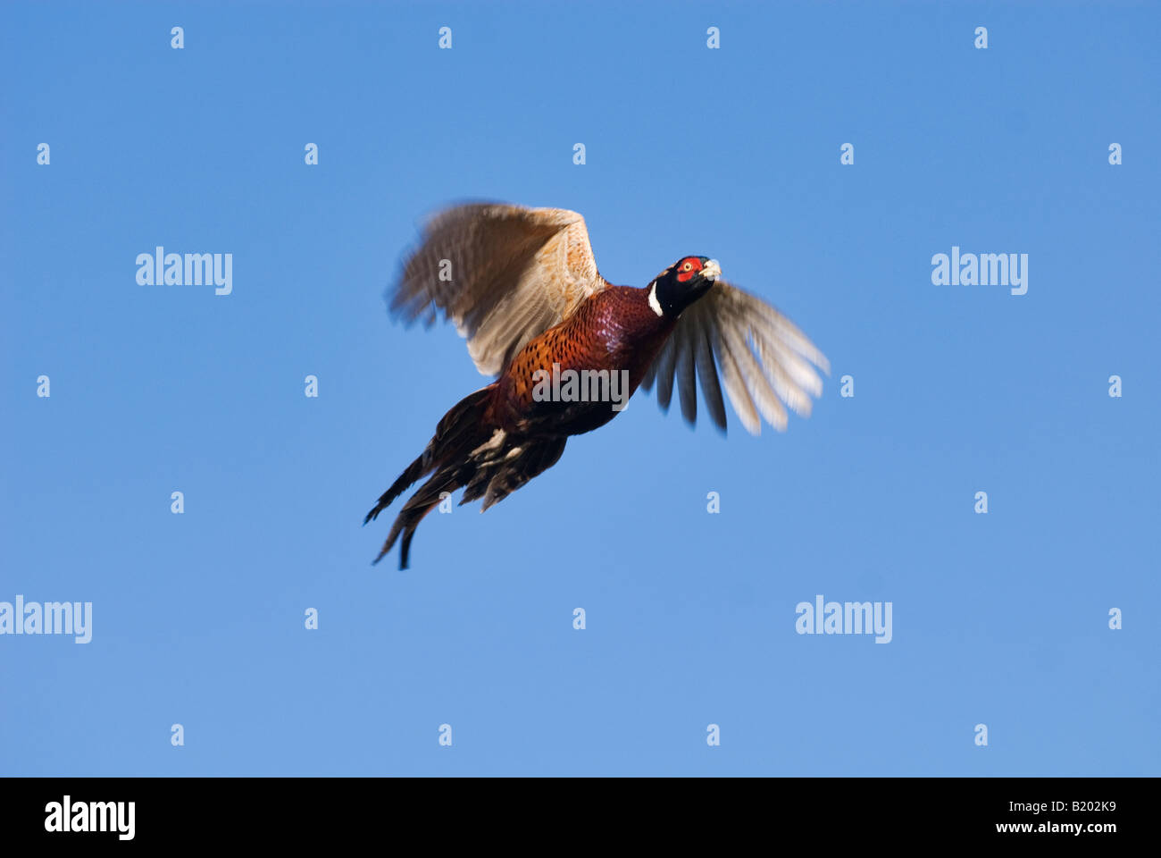 Flying rooster pheasant hi-res stock photography and images - Alamy