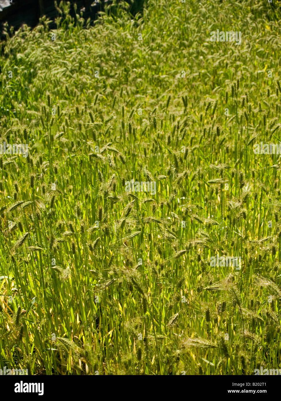 Sikkim india food hi-res stock photography and images - Alamy