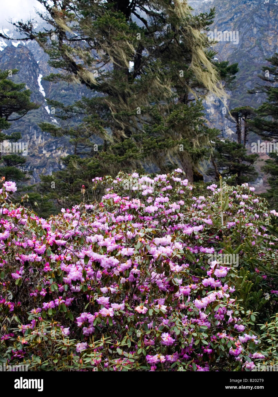 Rhododendron tree in full blossom hi-res stock photography and images ...