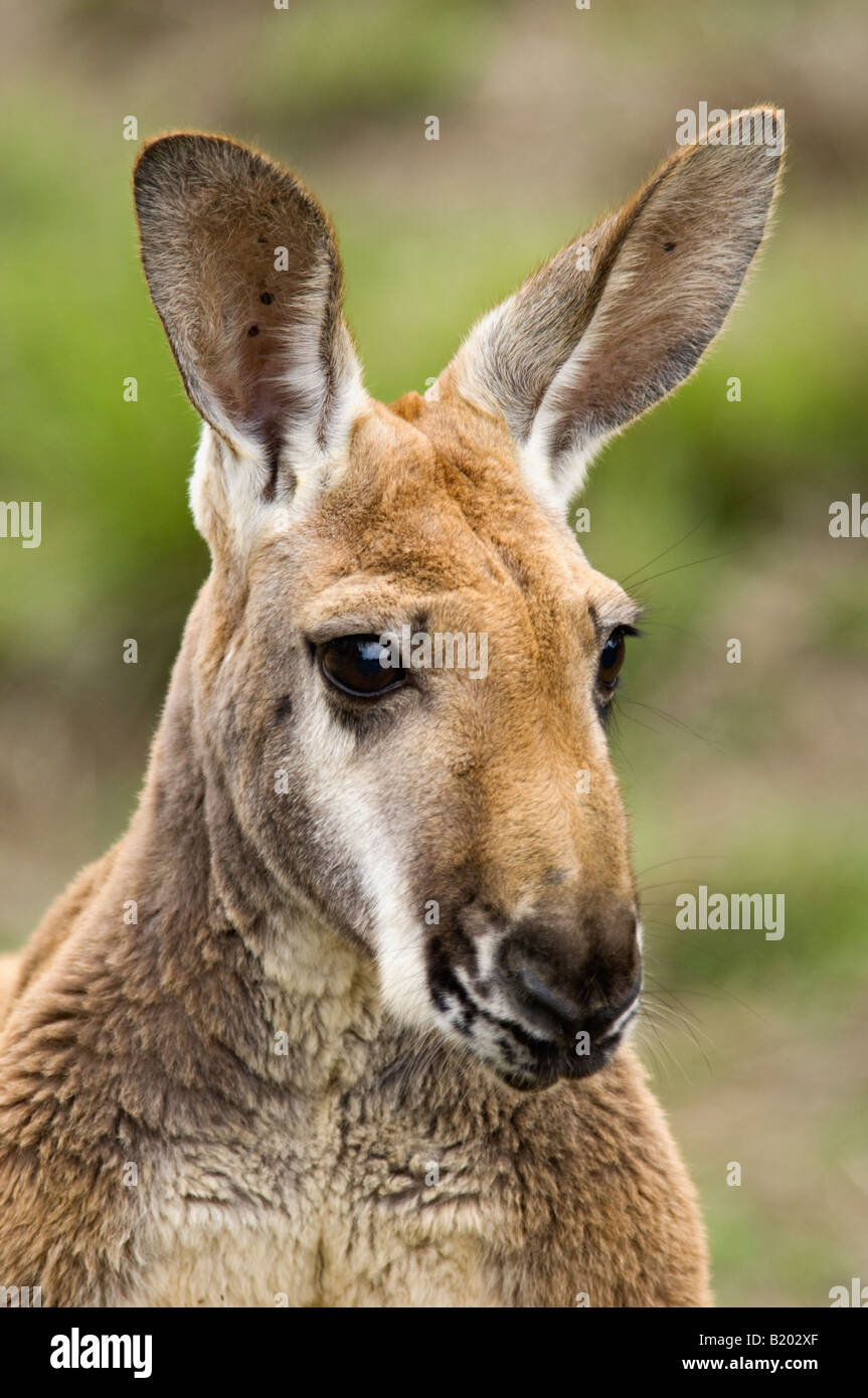 Red Kangaroo Portrait Stock Photo - Alamy