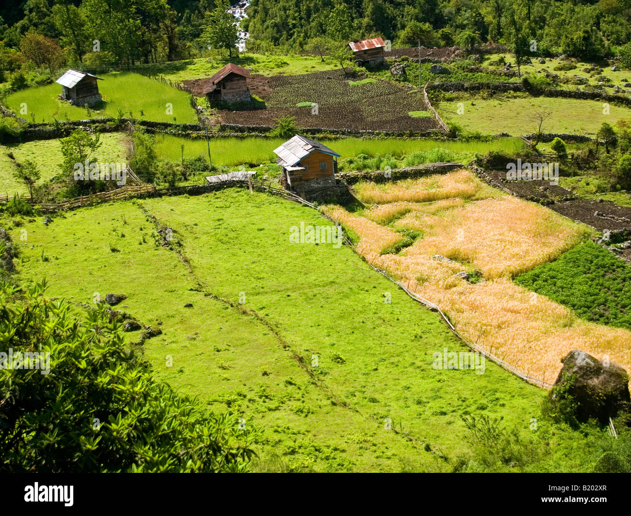 wheat and millet fields in northern Sikkim in India Stock Photo - Alamy