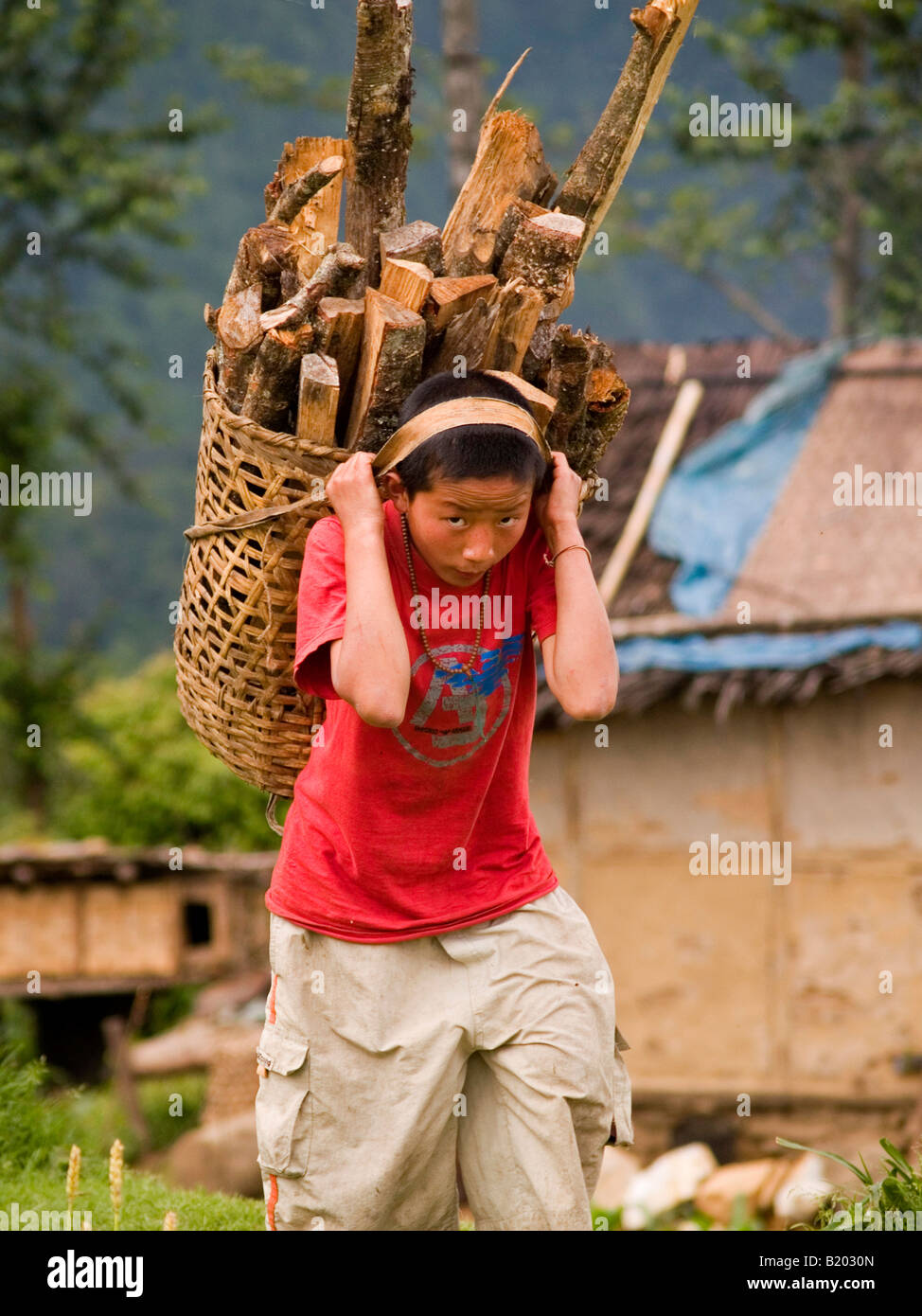 Sikkimese boy carrying wood in Sikkim India Stock Photo - Alamy