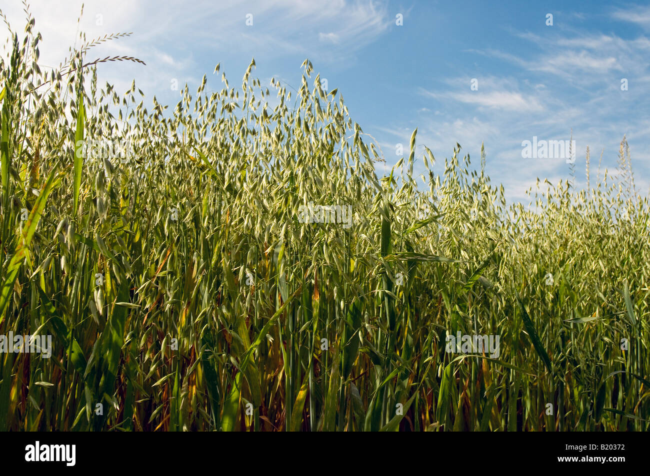 Oat field hi-res stock photography and images - Alamy