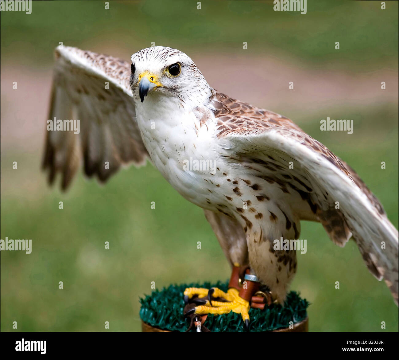 Trained hawk hi-res stock photography and images - Alamy
