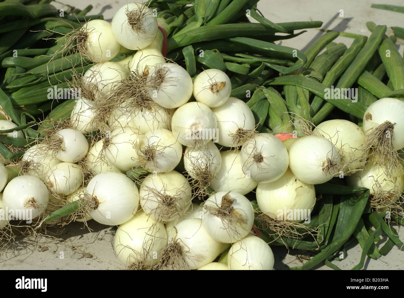 Bunches of green onions hi-res stock photography and images - Alamy