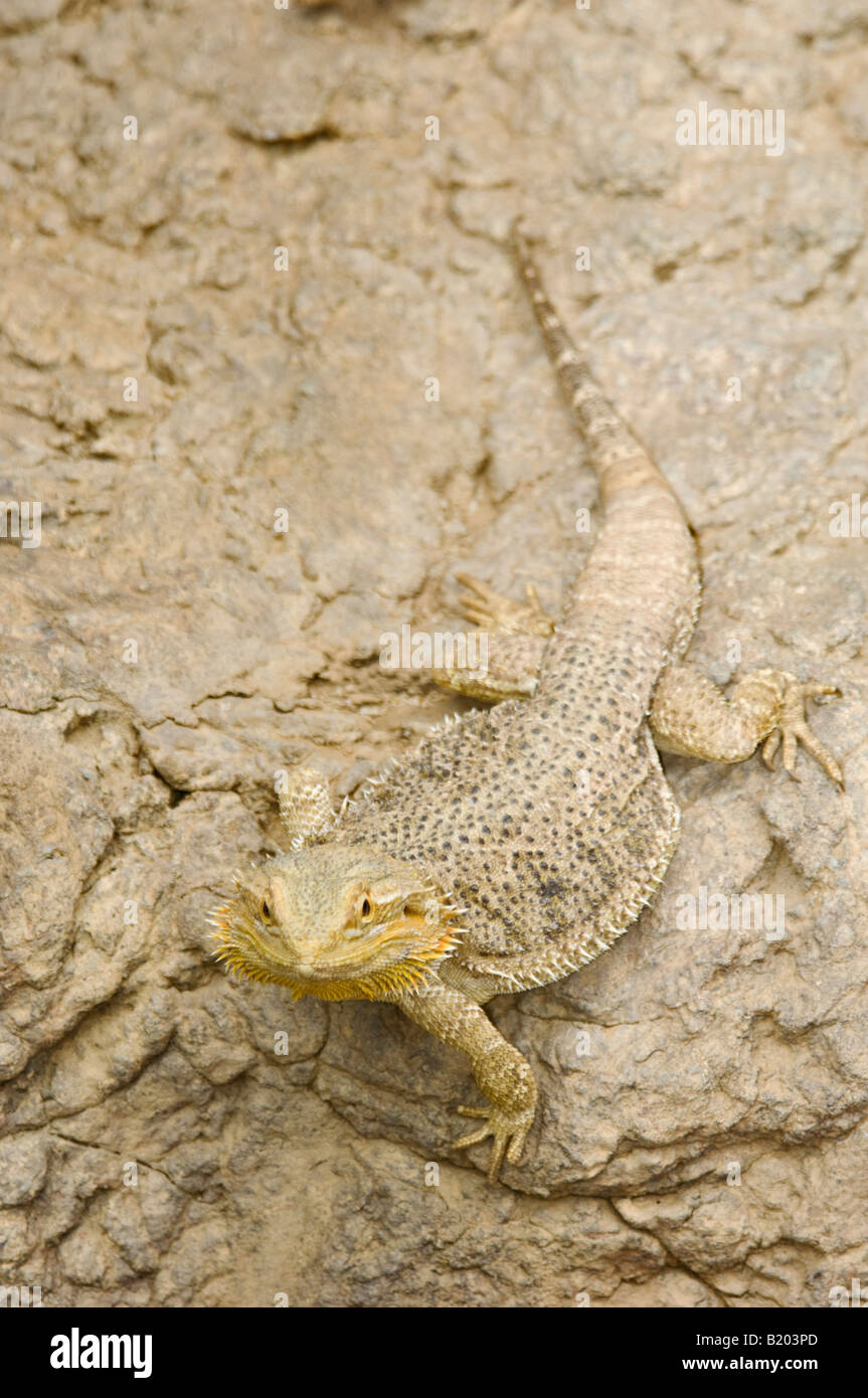 Bearded Dragon Sunning Itself on a Rock at the Indianapolis Zoo ...