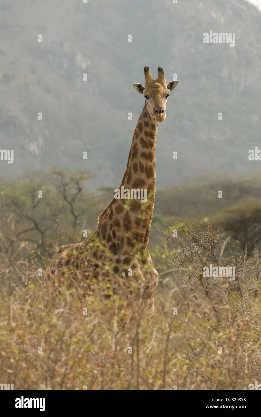 Giraffe in bush Stock Photo - Alamy