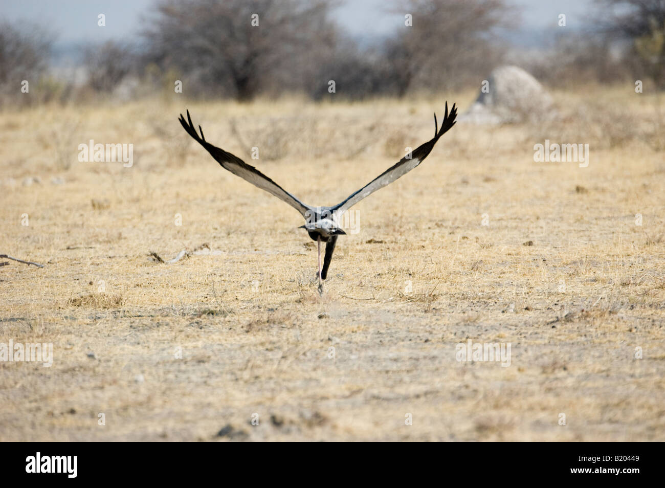 Secretary bird flying hi-res stock photography and images - Alamy