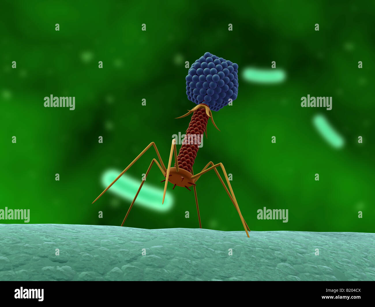 Bacteriophage attacking bacterium hi-res stock photography and images ...