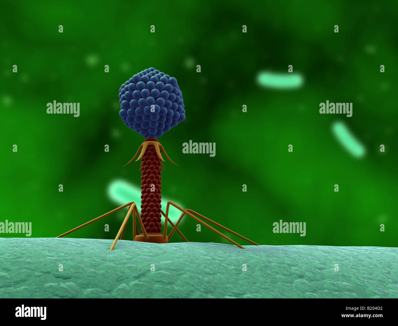 Bacteriophage Microscope High Resolution Stock Photography and Images - Alamy