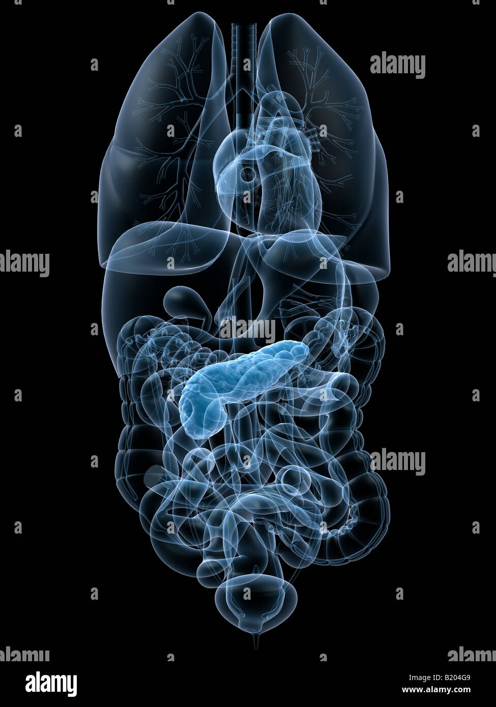Pancreas and kidney hi-res stock photography and images - Alamy