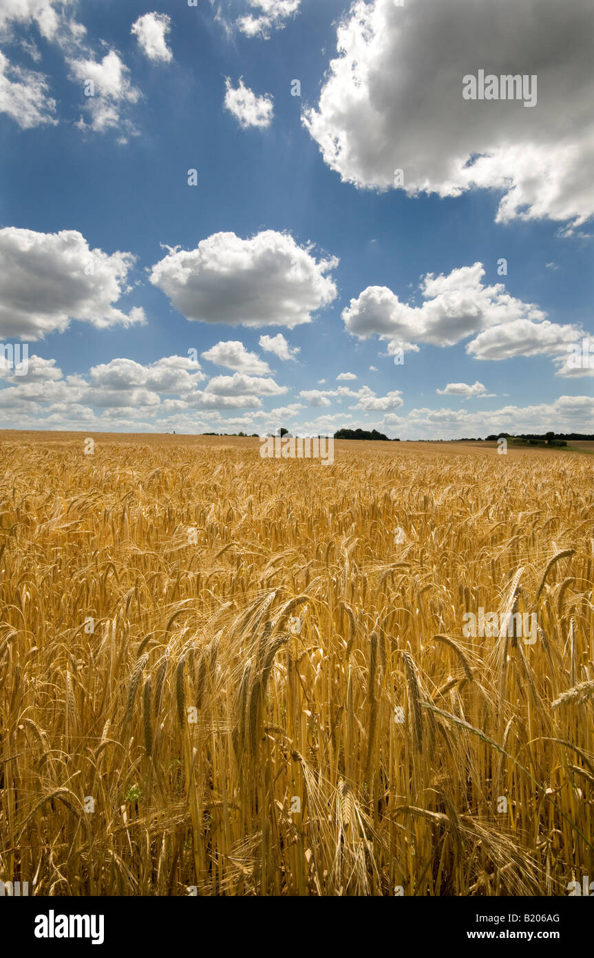 wheat field, cereal crop, agricultural farmland Stock Photo - Alamy