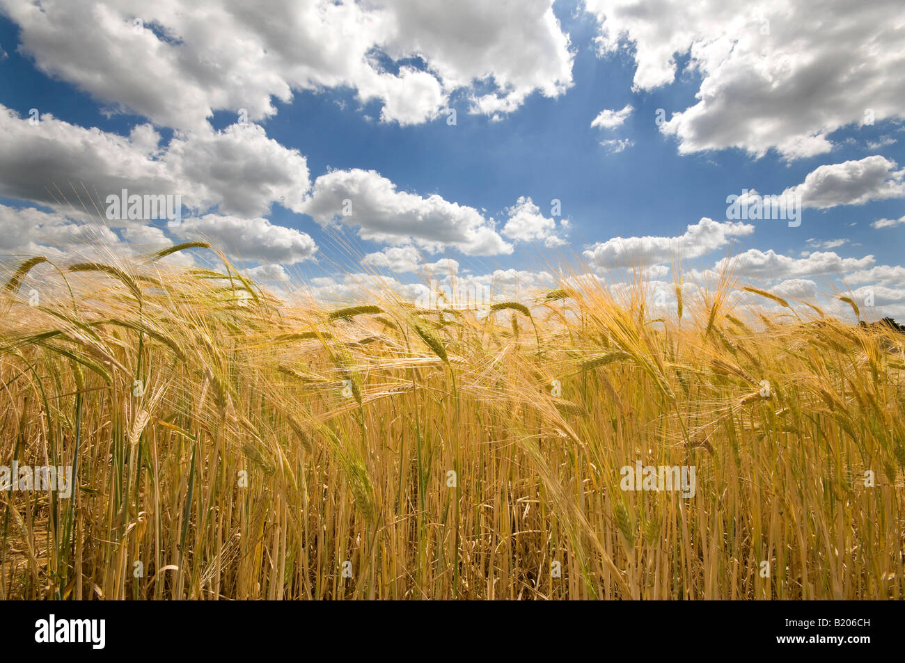 wheat field, cereal crop, agricultural farmland, norfolk, england Stock ...