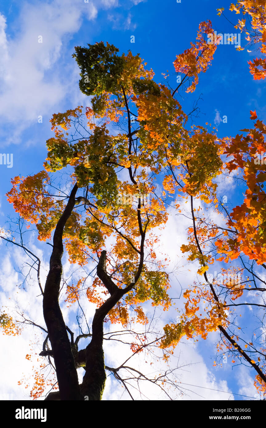 Autumn Foliage in Seattle Stock Photo - Alamy