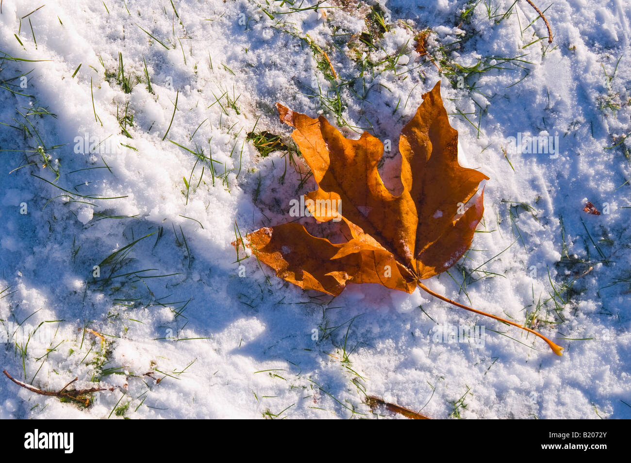 Fallen Leaf on Snow Stock Photo - Alamy
