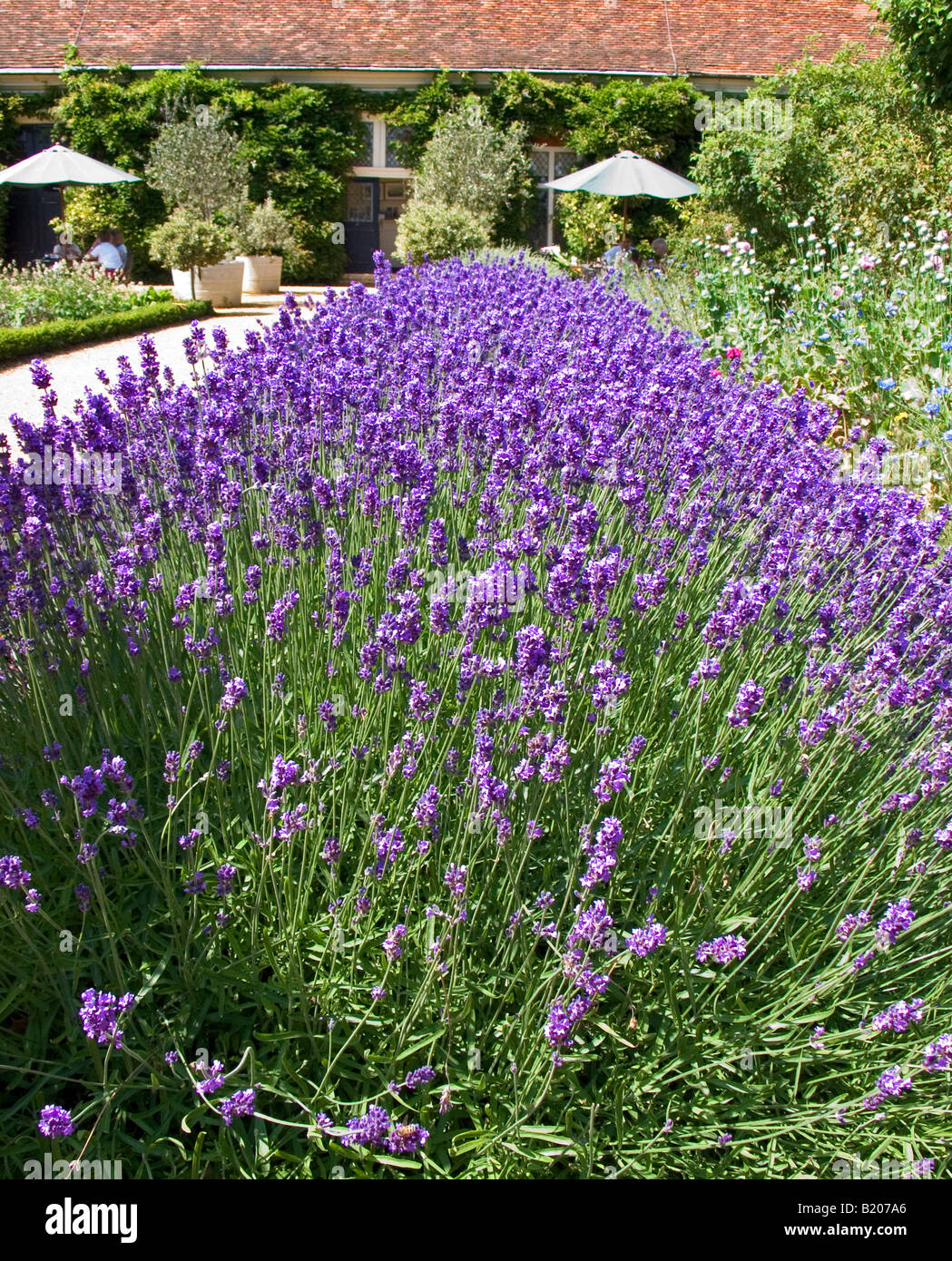 Lavender border hi-res stock photography and images - Alamy