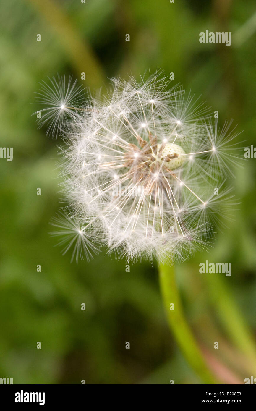 A dandelion that has gone to seed. The seeds shown here are ready for ...