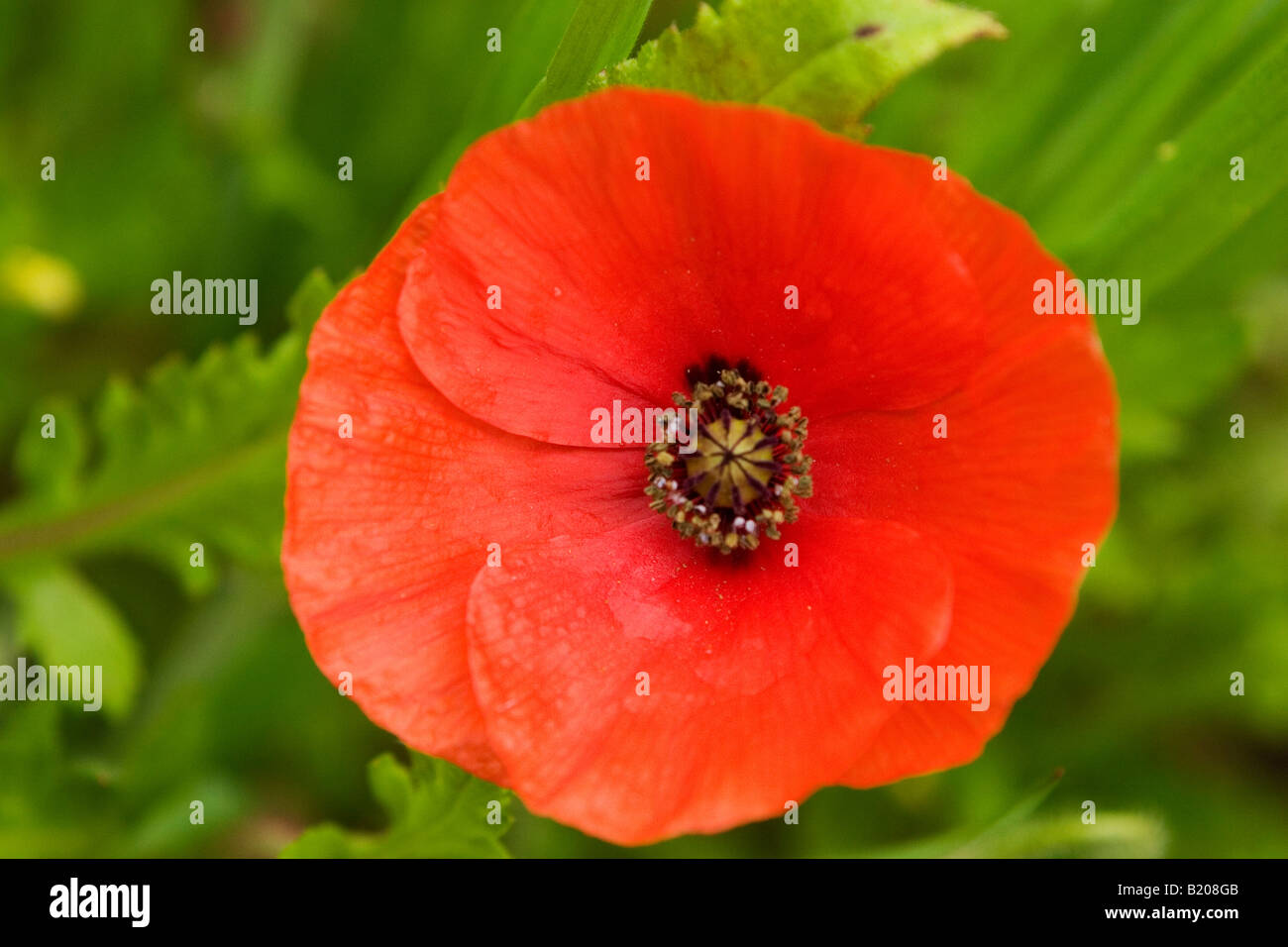 A poppy grows in northern England Stock Photo - Alamy