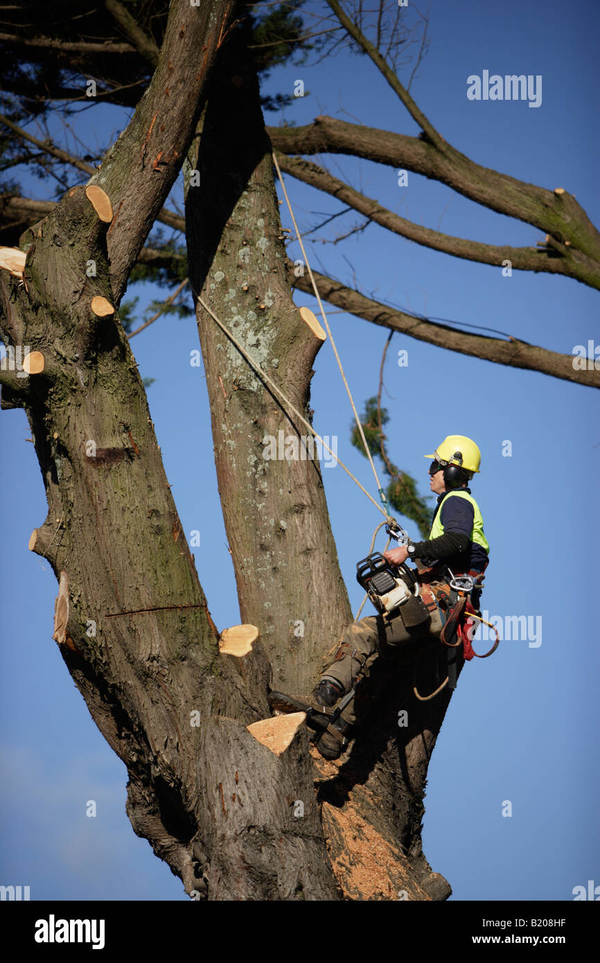 Tree surgery sequence of pictures showing 30 minutes of work New ...