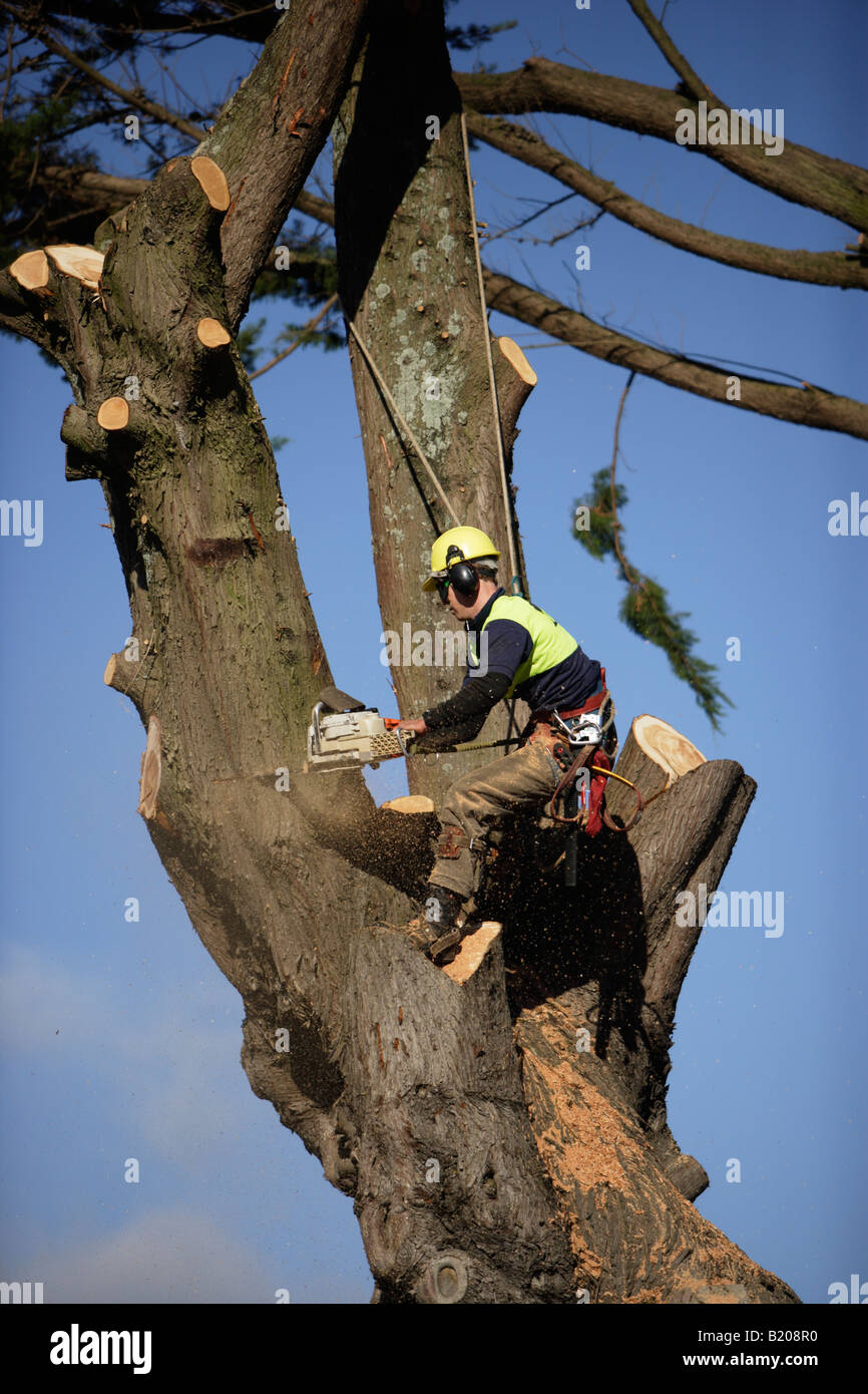 Tree surgery sequence of pictures showing 30 minutes of work New ...