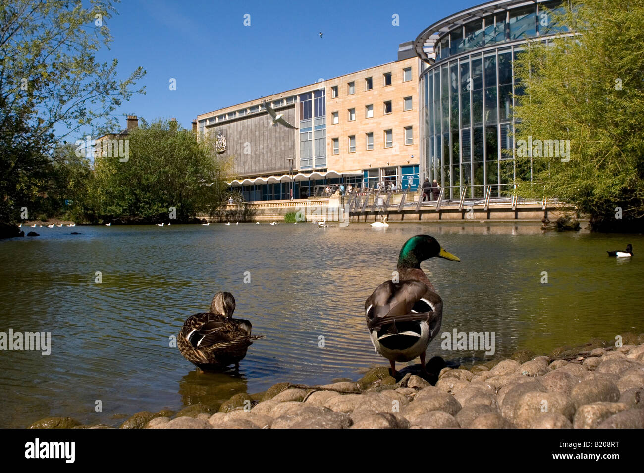 Ducks in Mowbray Park in Sunderland. The Winter Gardens and the ...