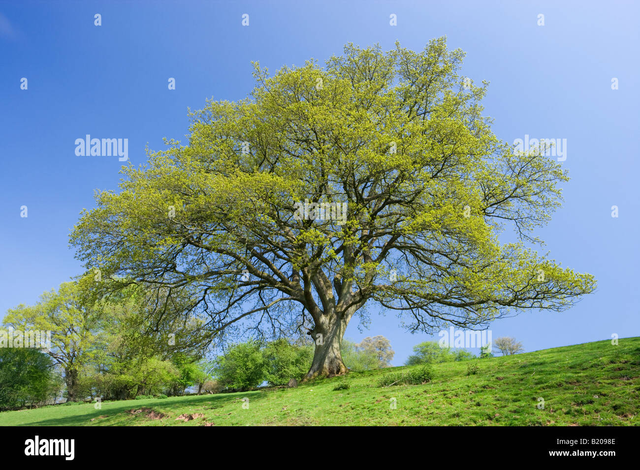 Oak tree in spring. Brecon Beacons, Wales, UK Stock Photo - Alamy