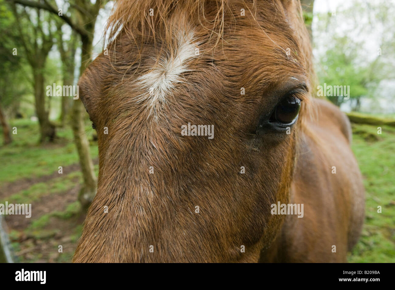 Horse's head, close up Stock Photo - Alamy