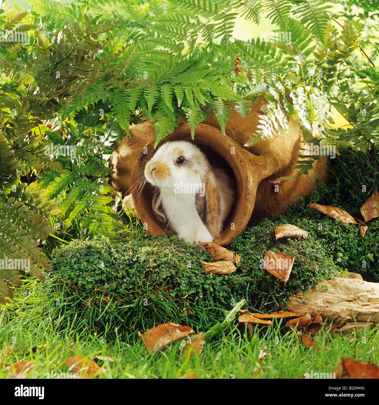 young pygmy rabbit - sitting in amphora Stock Photo - Alamy