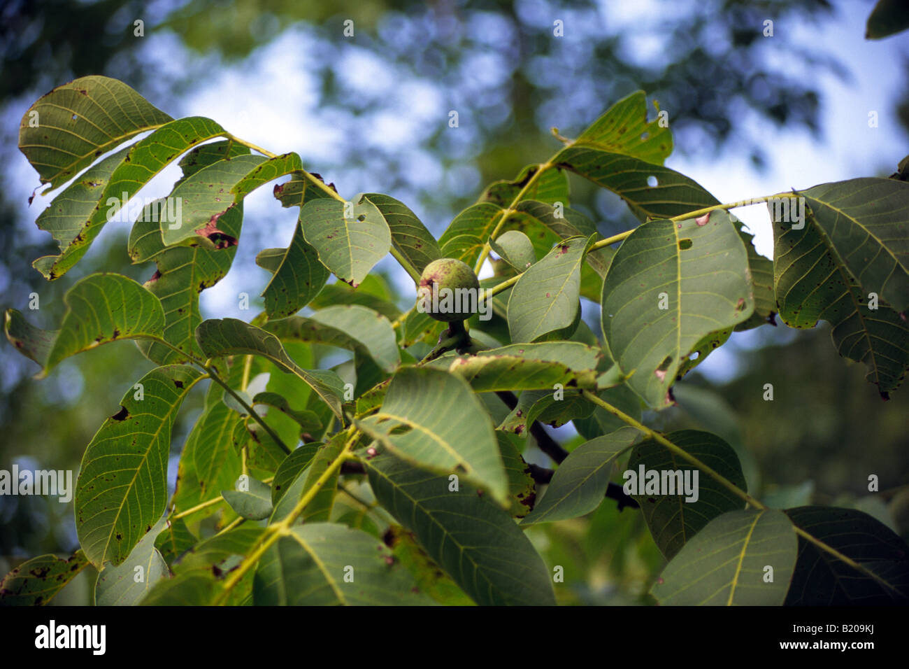 Walnut tree close hi-res stock photography and images - Alamy