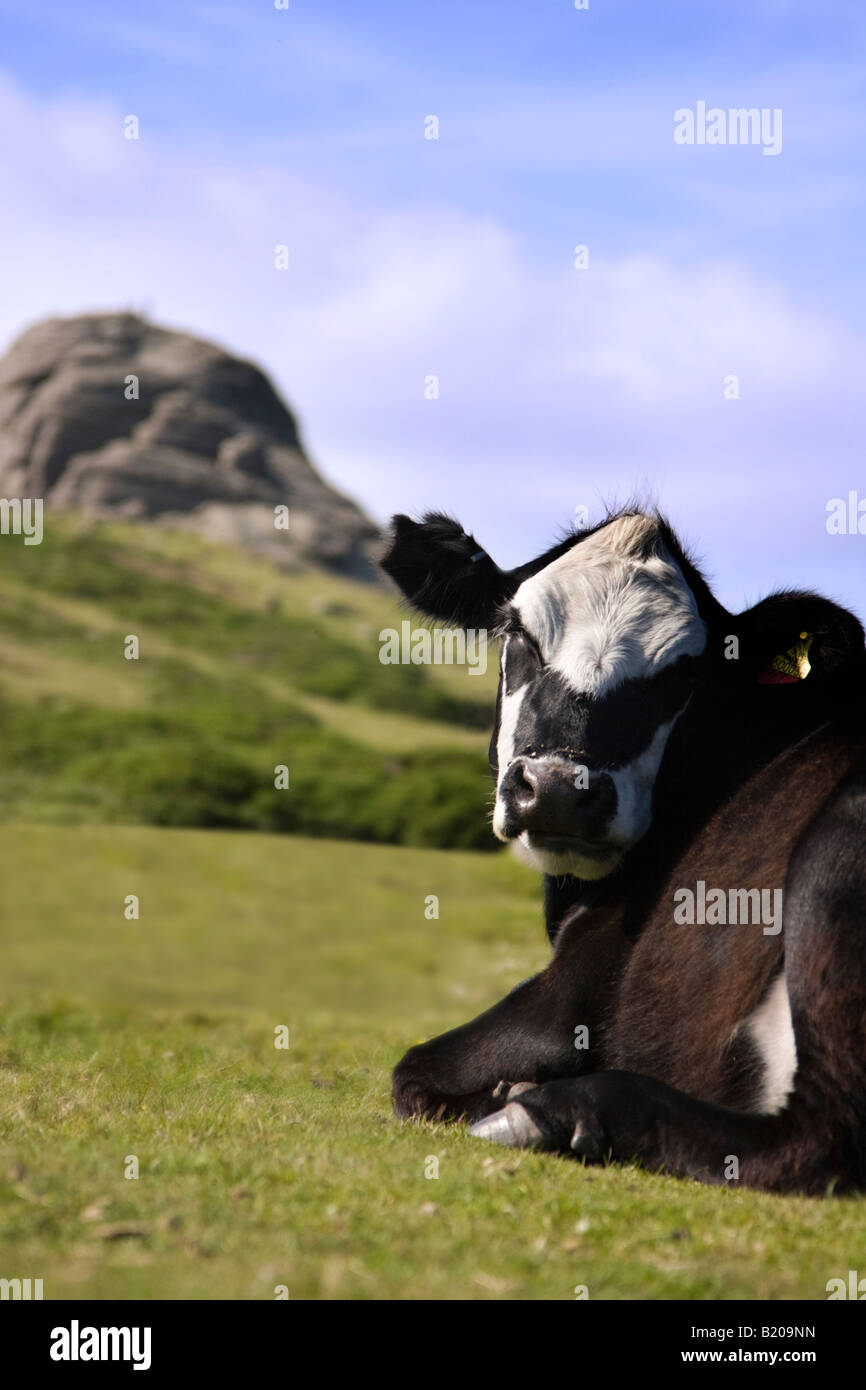 Cow, chewing the cud, in front of distant Haytor Stock Photo - Alamy