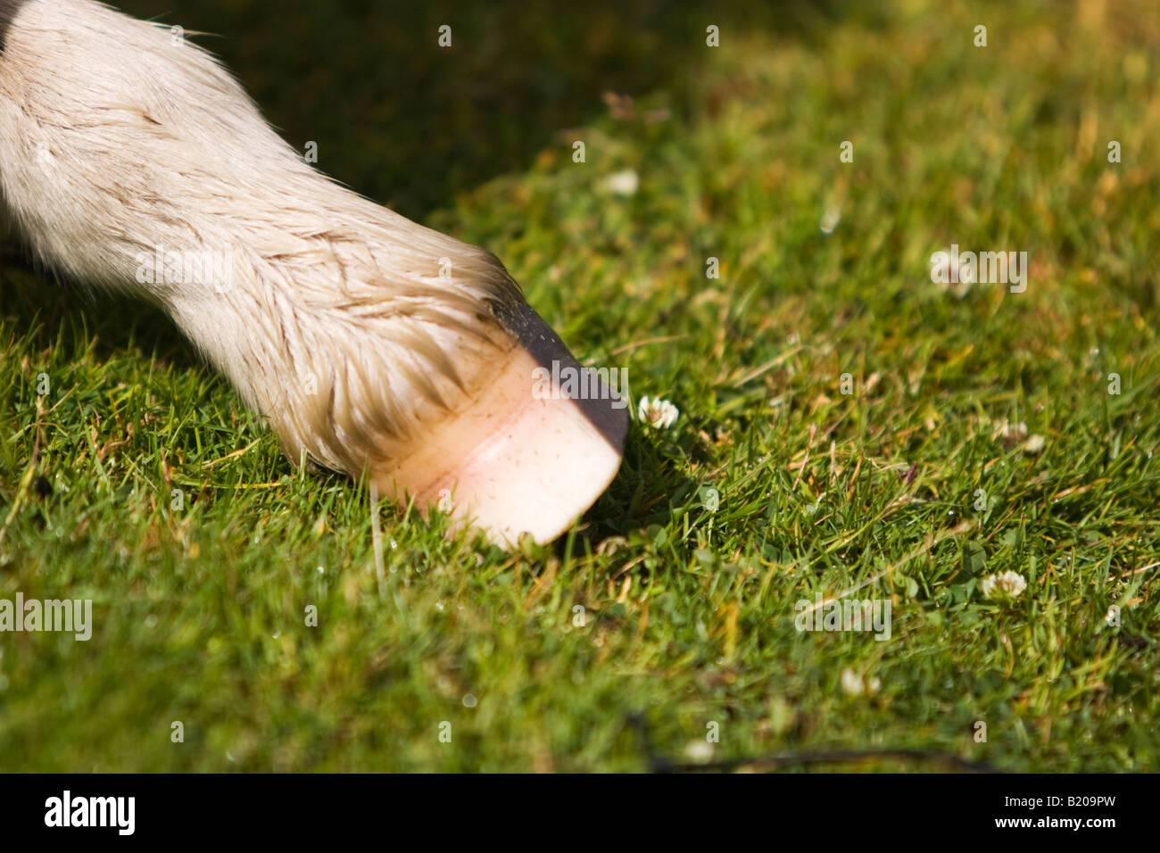 Dartmoor pony foal's hoof Stock Photo - Alamy
