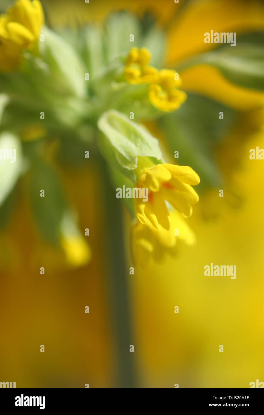 Closeup of cowslip flower, Primula veris Stock Photo - Alamy