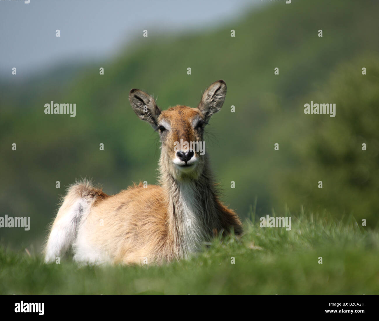 Red Lechwe, Kobus leche leche Stock Photo - Alamy