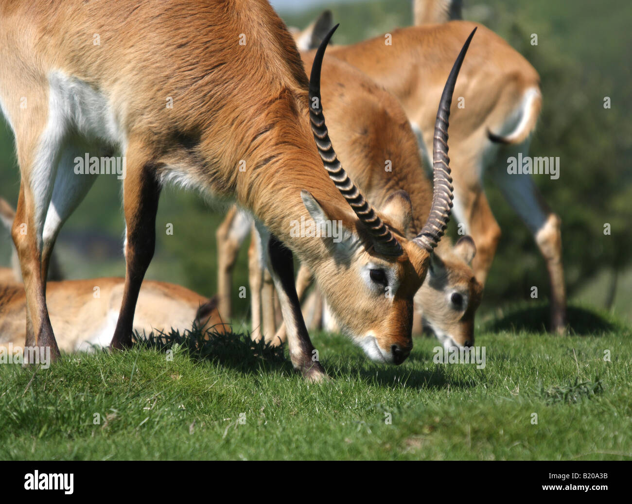 Lechwe antelope antelopes hi-res stock photography and images - Alamy