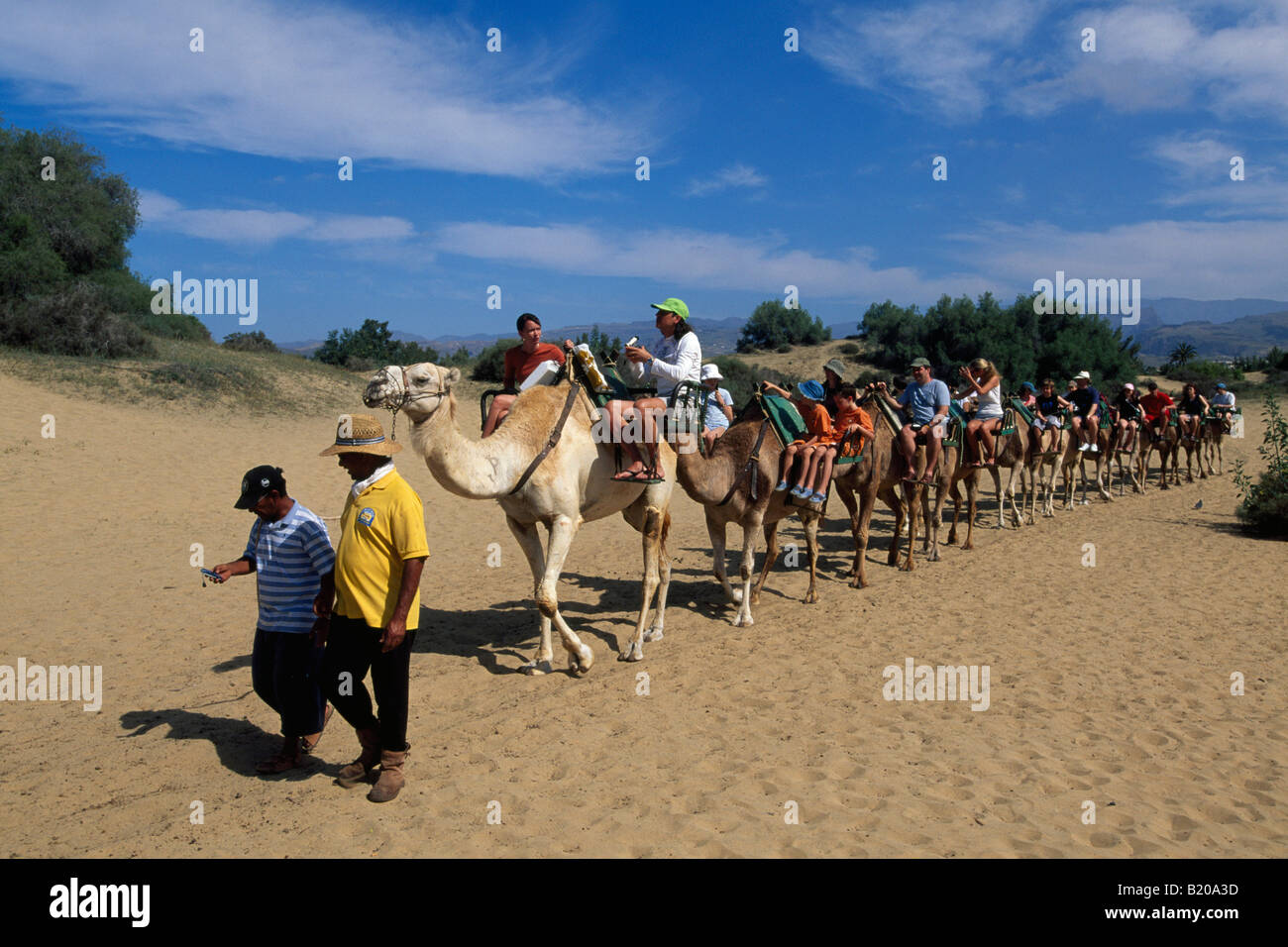 Maspalomas camel hi-res stock photography and images - Alamy