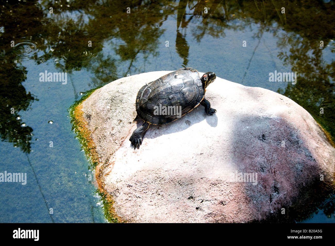 Turtle rock hi-res stock photography and images - Alamy