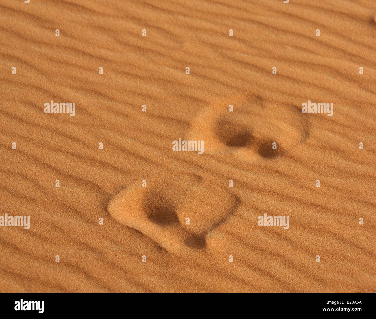 Camel footprint in sand hi-res stock photography and images - Alamy