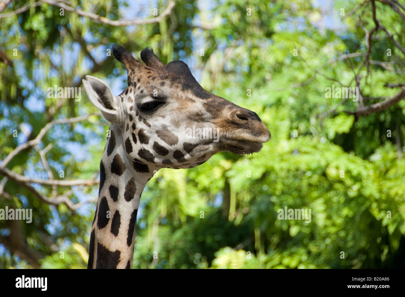 Giraffe head face look hi-res stock photography and images - Alamy